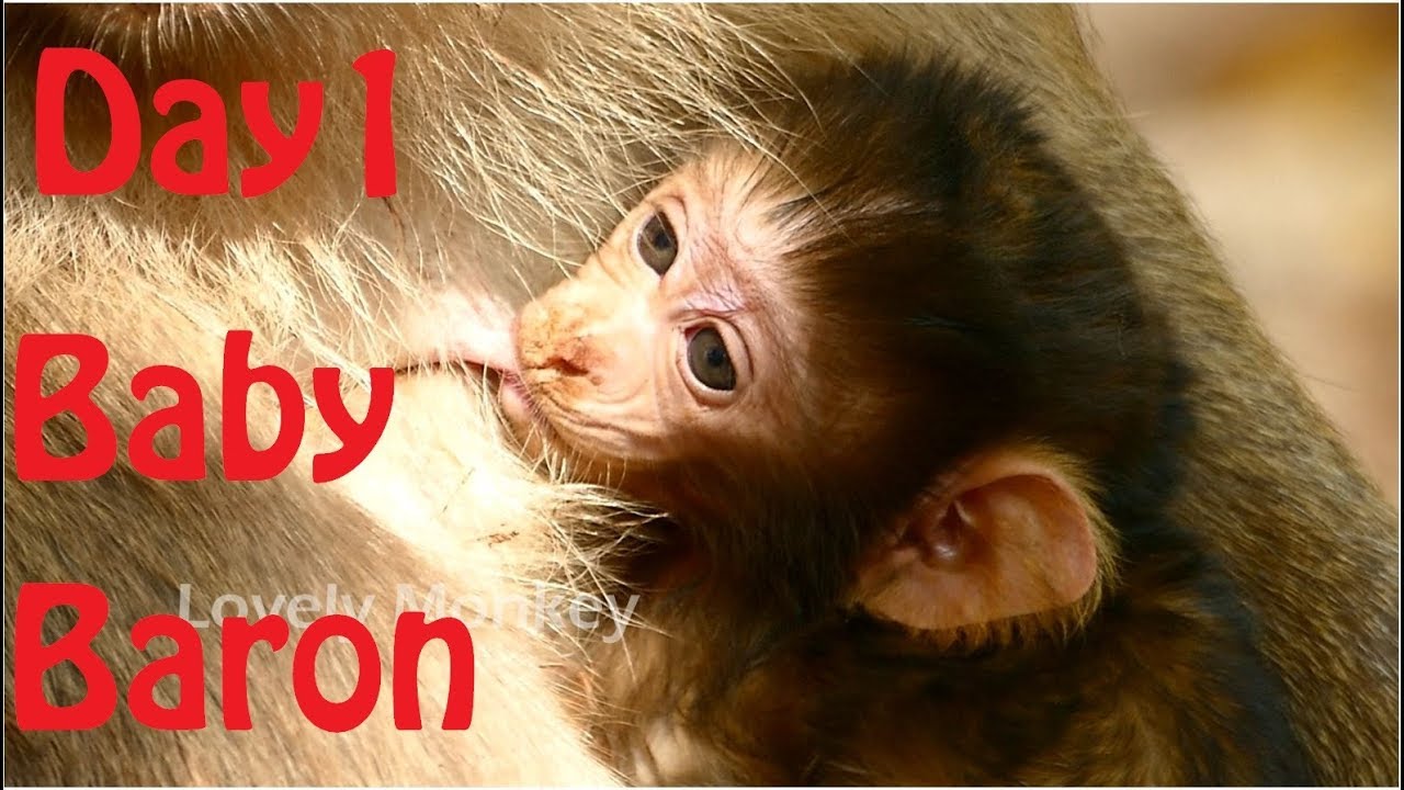 Baby Baron Has Gold Fur and Beautiful Eye. Baby Baron Can Be Hybrid ...