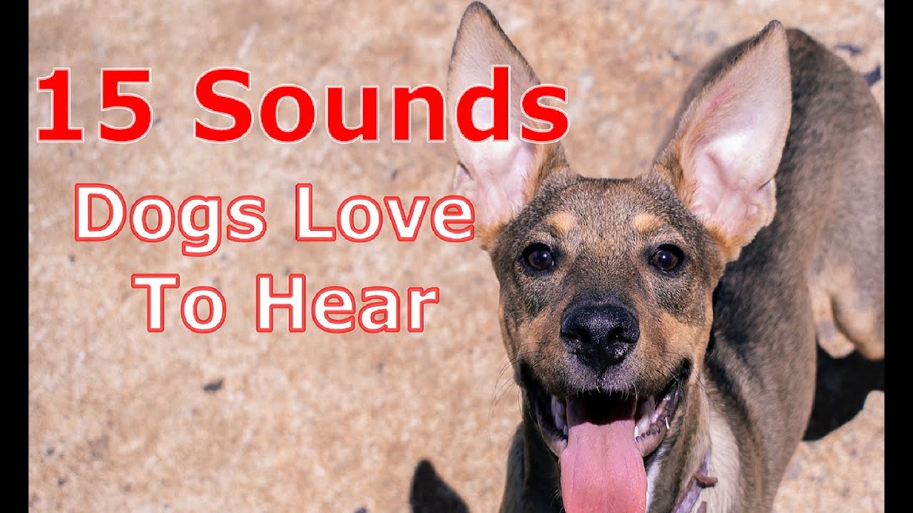15 Sounds Dogs Love To Hear Most | Sounds To Excite Your Dogs HD - YouTube