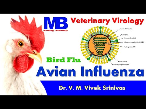 AVIAN INFLUENZA | Microbiology | Vivek Srinivas | #Birdflu #Avianflu # ...