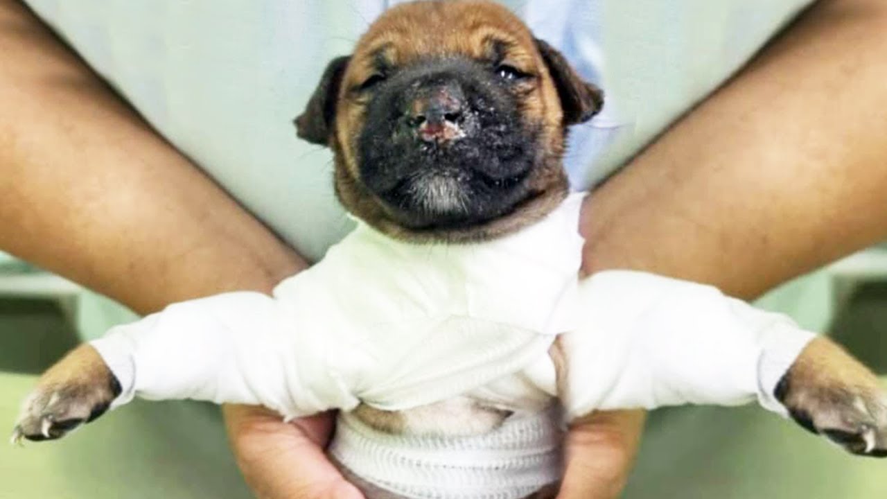 Surviving Puppy Was Found Battling for His Life on the Grass and He Has ...