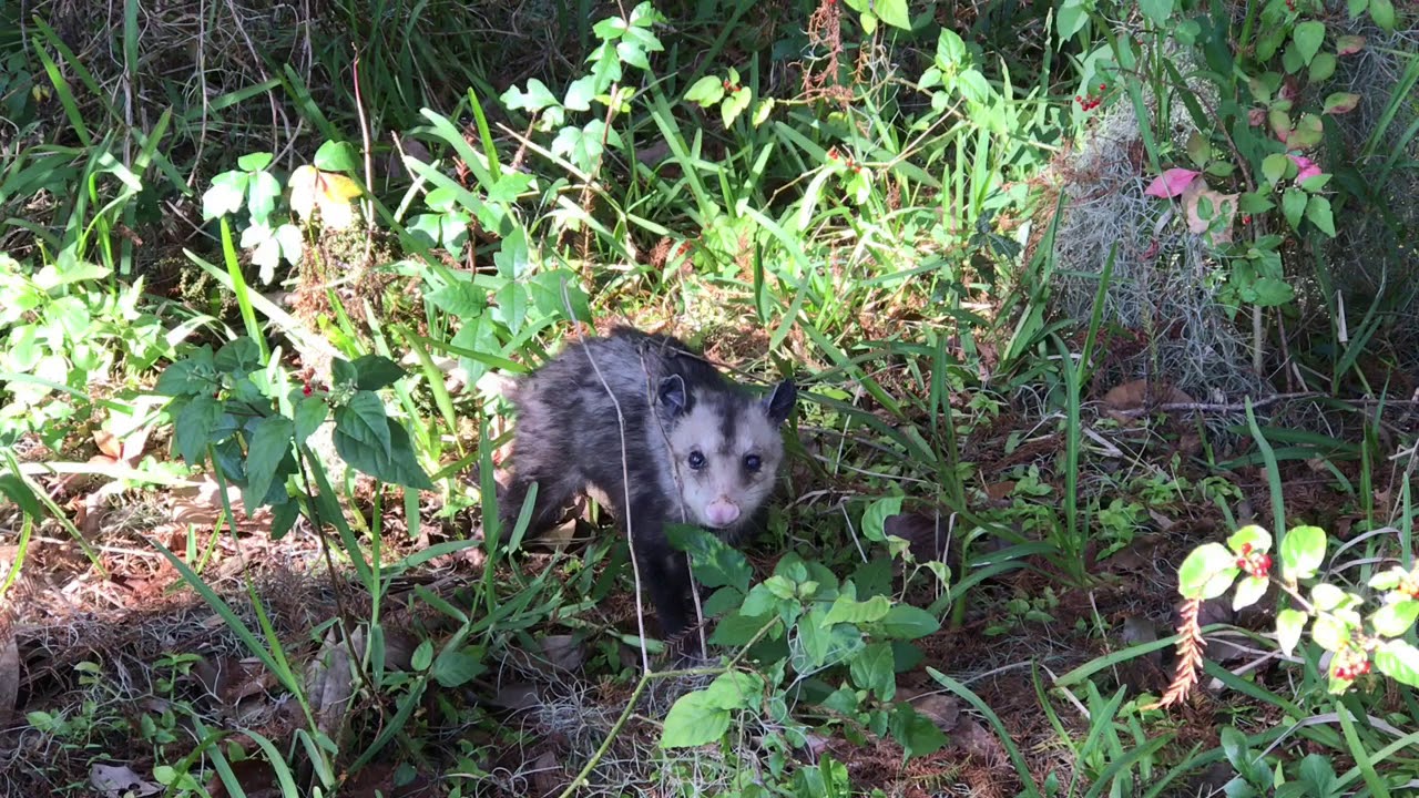 Circle B Bar Ranch 2020.01 - YouTube