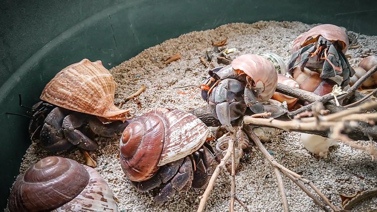 Hermit crab cam - YouTube