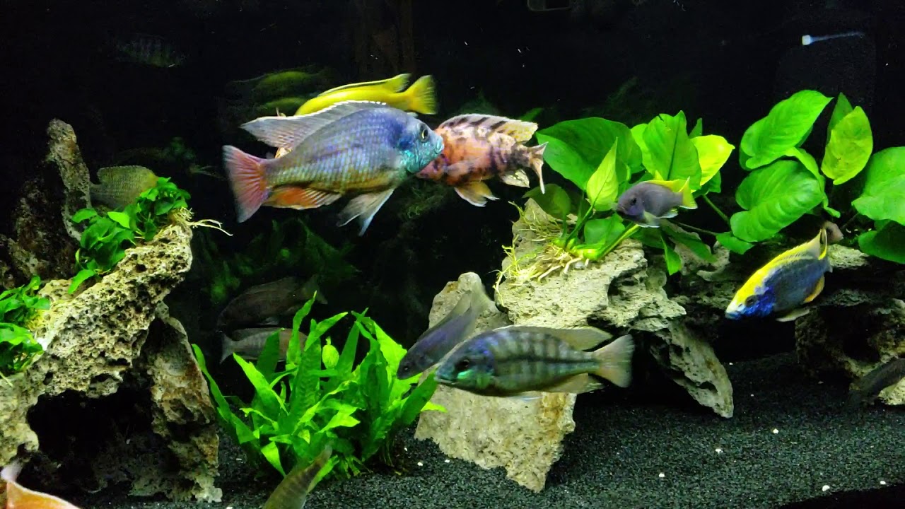 Mixed African Cichlids 75 gallon rescape! - YouTube