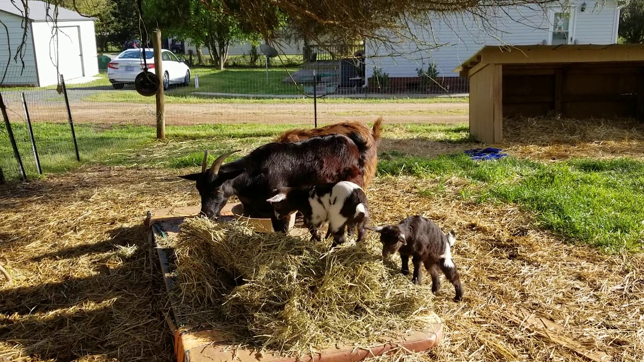 Baby goats eating hay with mom & dad #FAINTINGGOATS #babies #babygoats ...