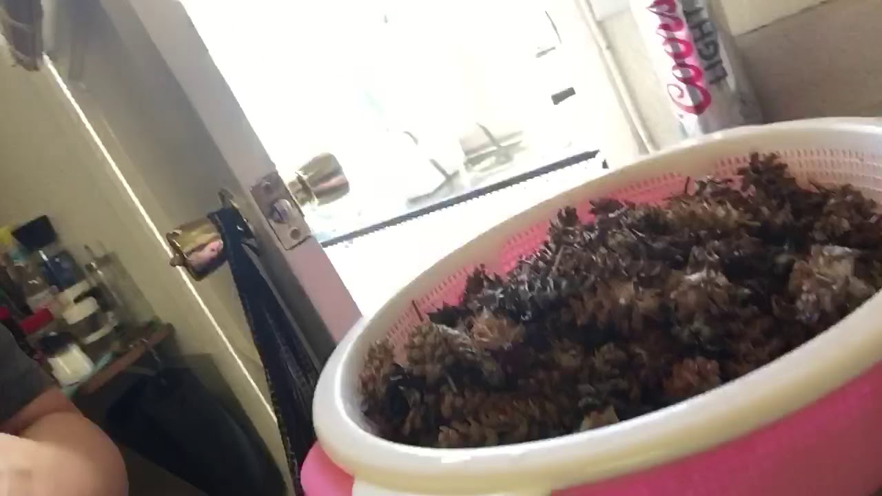 Bau Fu Ling tea - YouTube