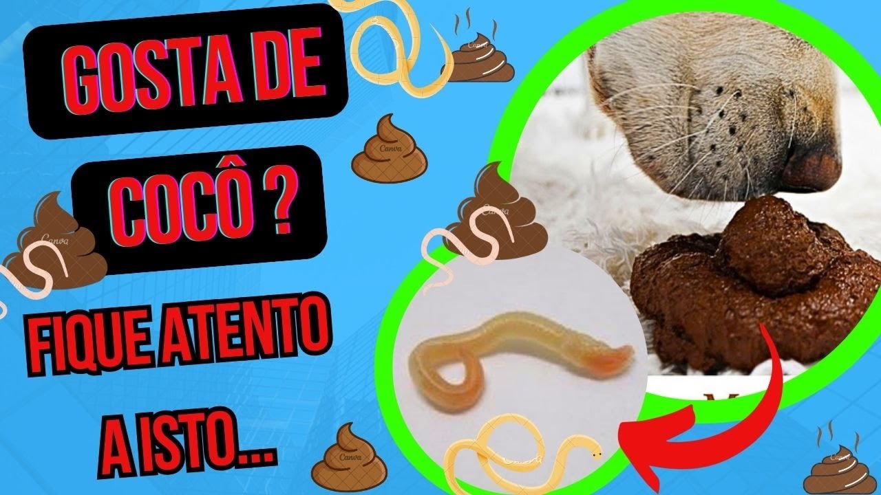 TÉCNICA SECRETA FAZ CACHORRO PARAR DE COMER COCÔ COMO ENSINAR O CÃO A ...