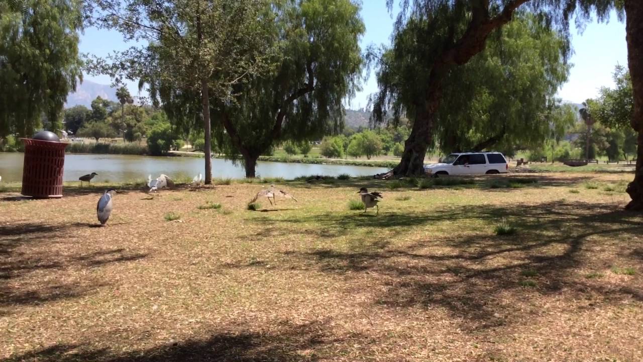 Bird watching at Lindo Lake County Park - YouTube