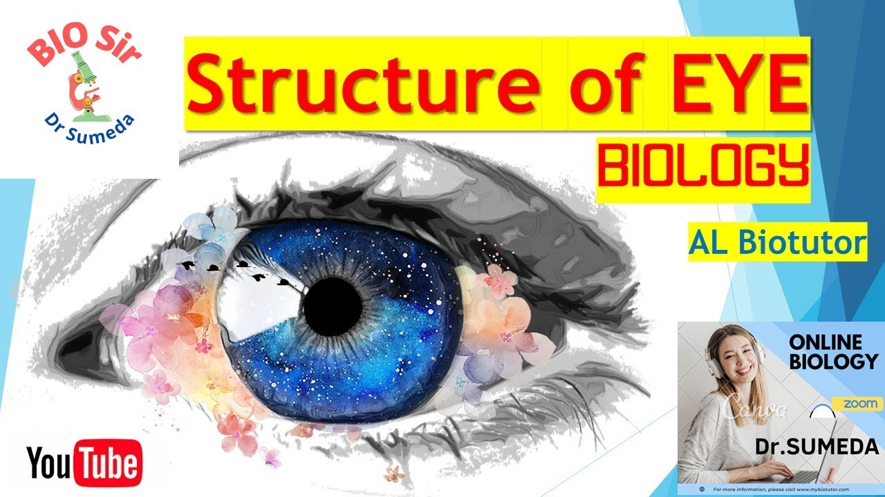 EYE/ Learn Eye/ Bio Sir / Biology - YouTube