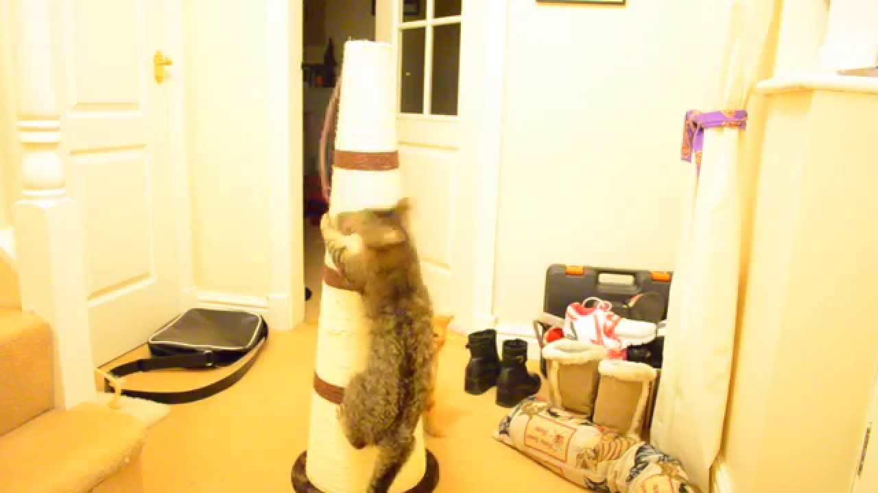 Cute Cat Playing With Giant Scratching Post | Squash - YouTube