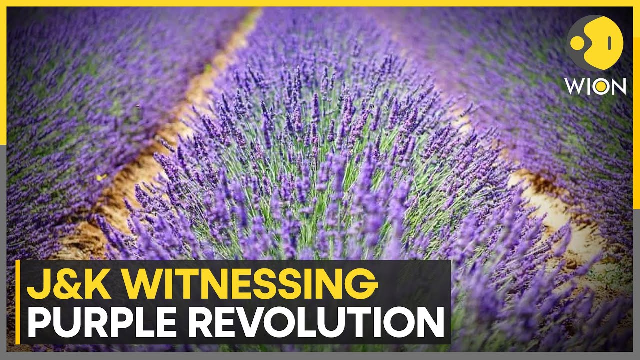 India: Lavender farming gaining popularity in J&K's various districts ...