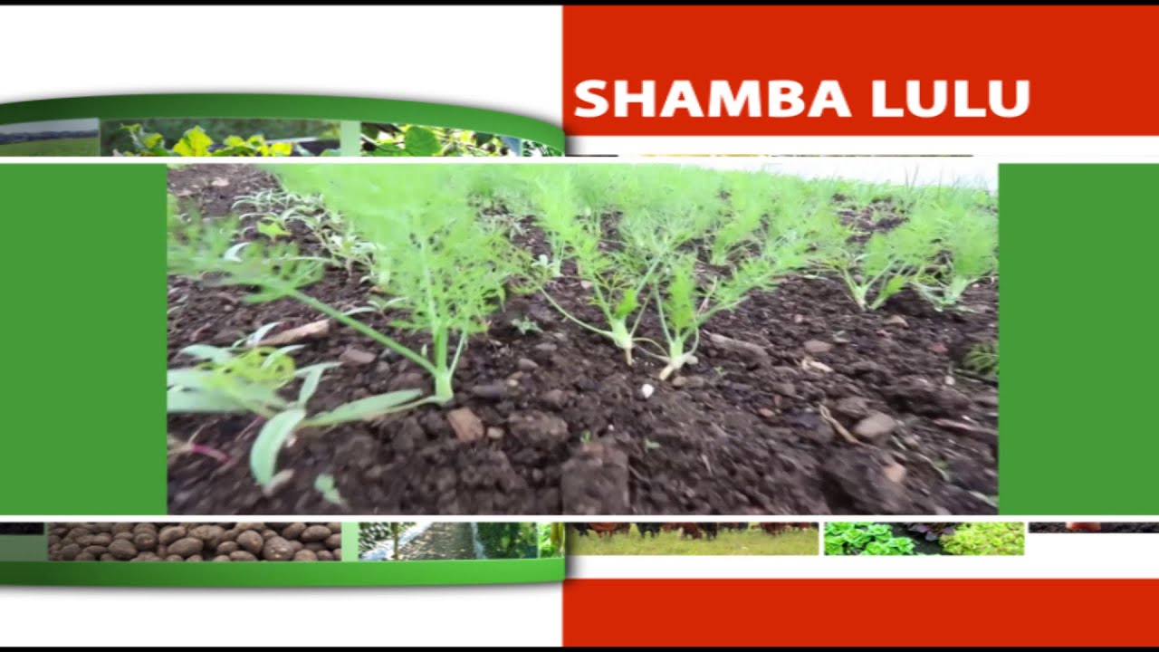 #SHAMBALULU: Kilimo cha umwagiliaji cha Mpunga - YouTube