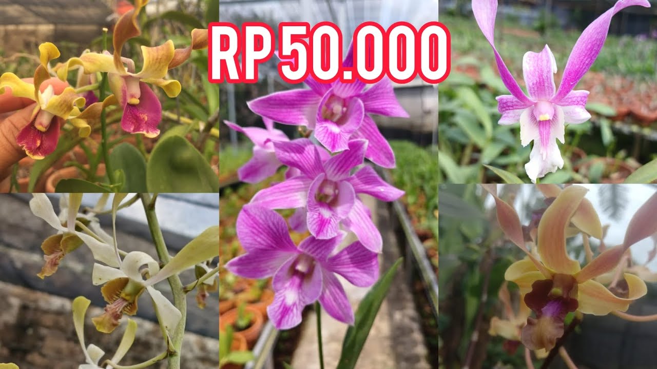 PROMO MERDEKA PART 2 KRITINGAN SERBA 50 RIBU - YouTube