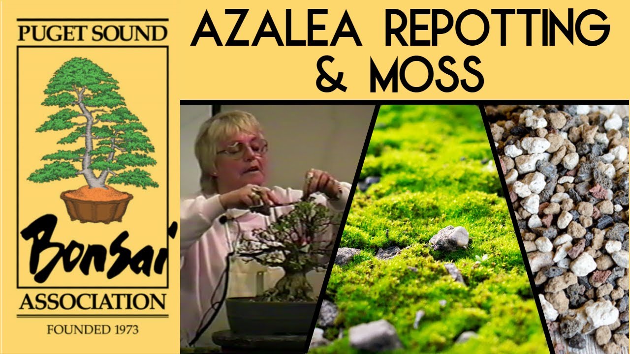Repotting Basics & Why Grow Moss for Your Azalea Bonsai - Roberta ...