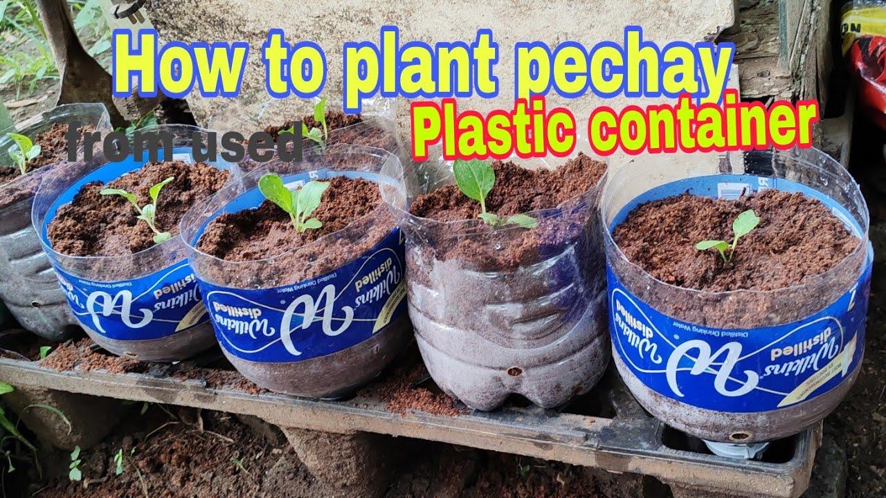 How to plant pechay using plastic container - YouTube