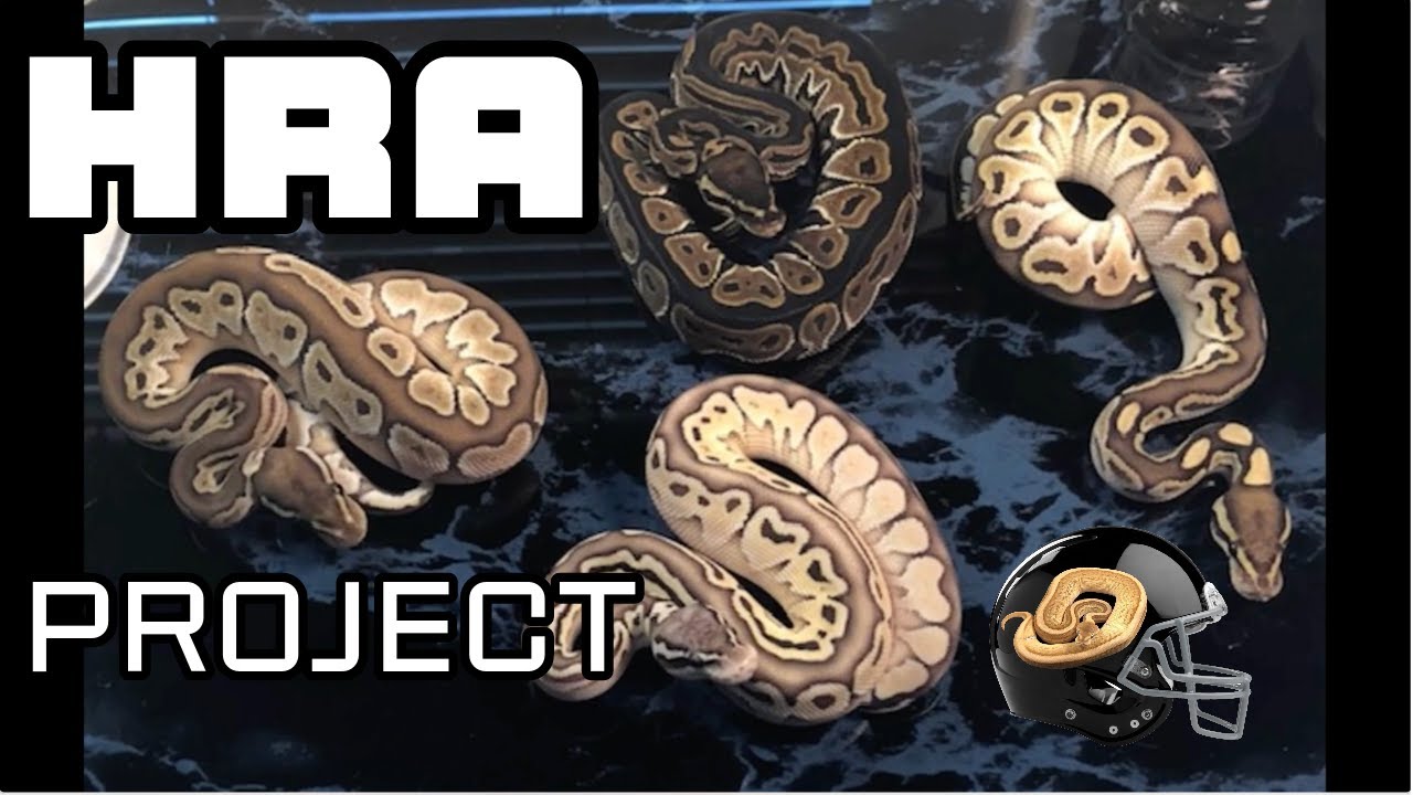 HRA Project 10 2023 - YouTube