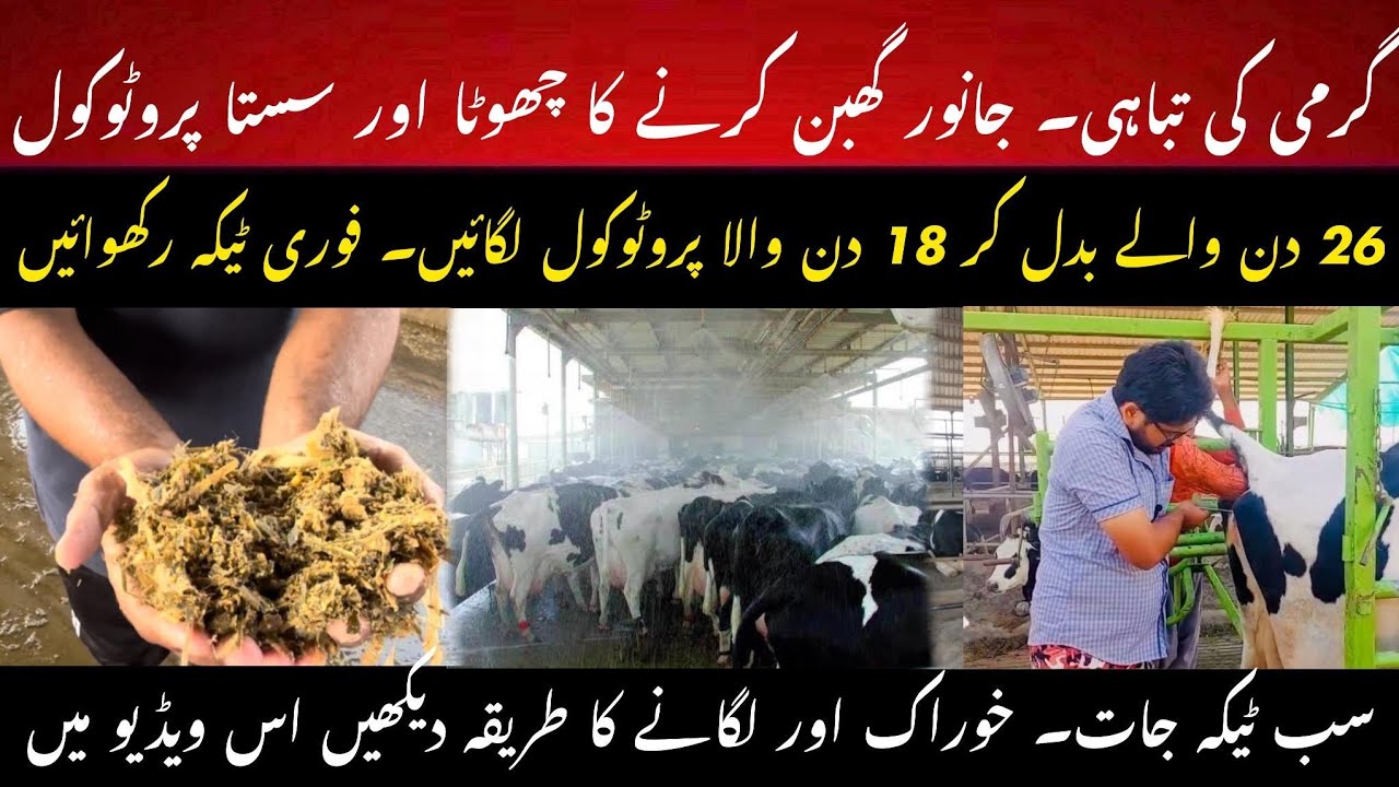 Cheap and small best breeding protocol II G6G protocol for cows and ...
