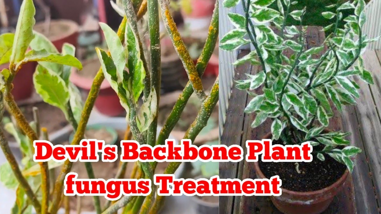 Devil's Backbone Plant Fungus Treatment|How to grow Devil's Backbone ...