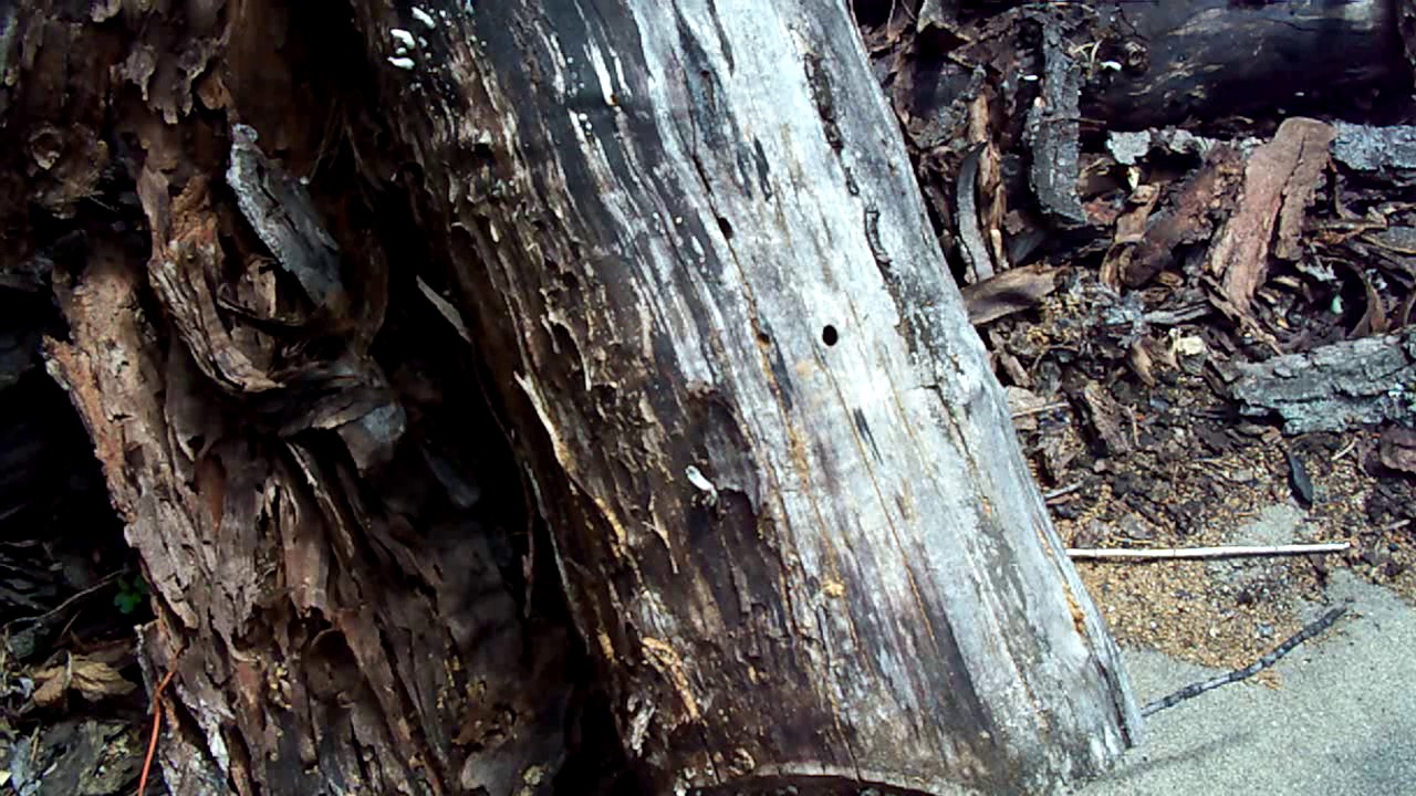 Log Bugs - YouTube