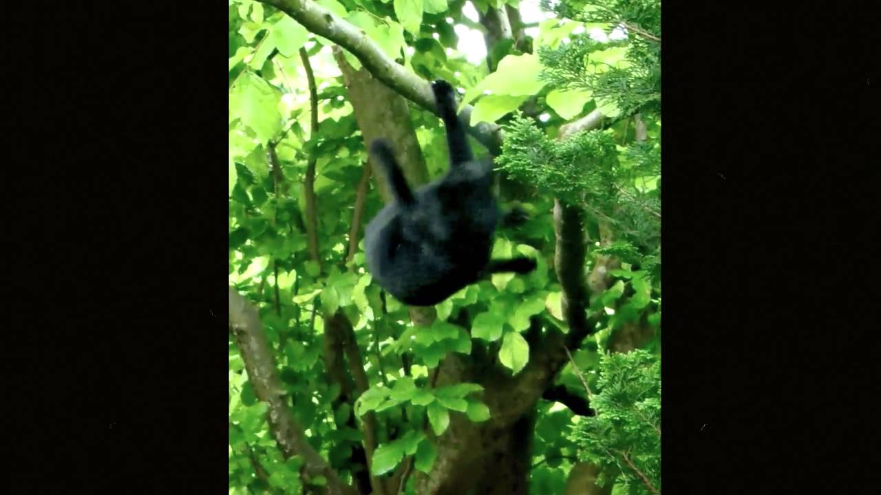 Cat in tree - amazing cat stunt (in HD) - YouTube