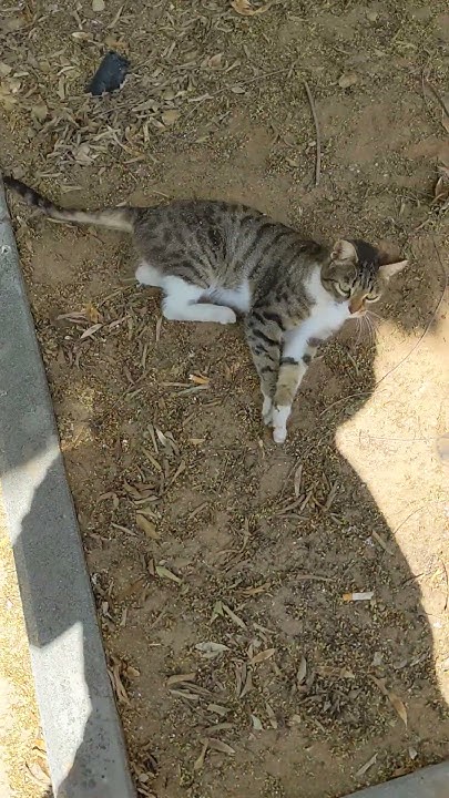 Весёлая кошка кувыркается 😸 Смешные коты 🐈 Stray Cat Rolls 😹 Funny Cats