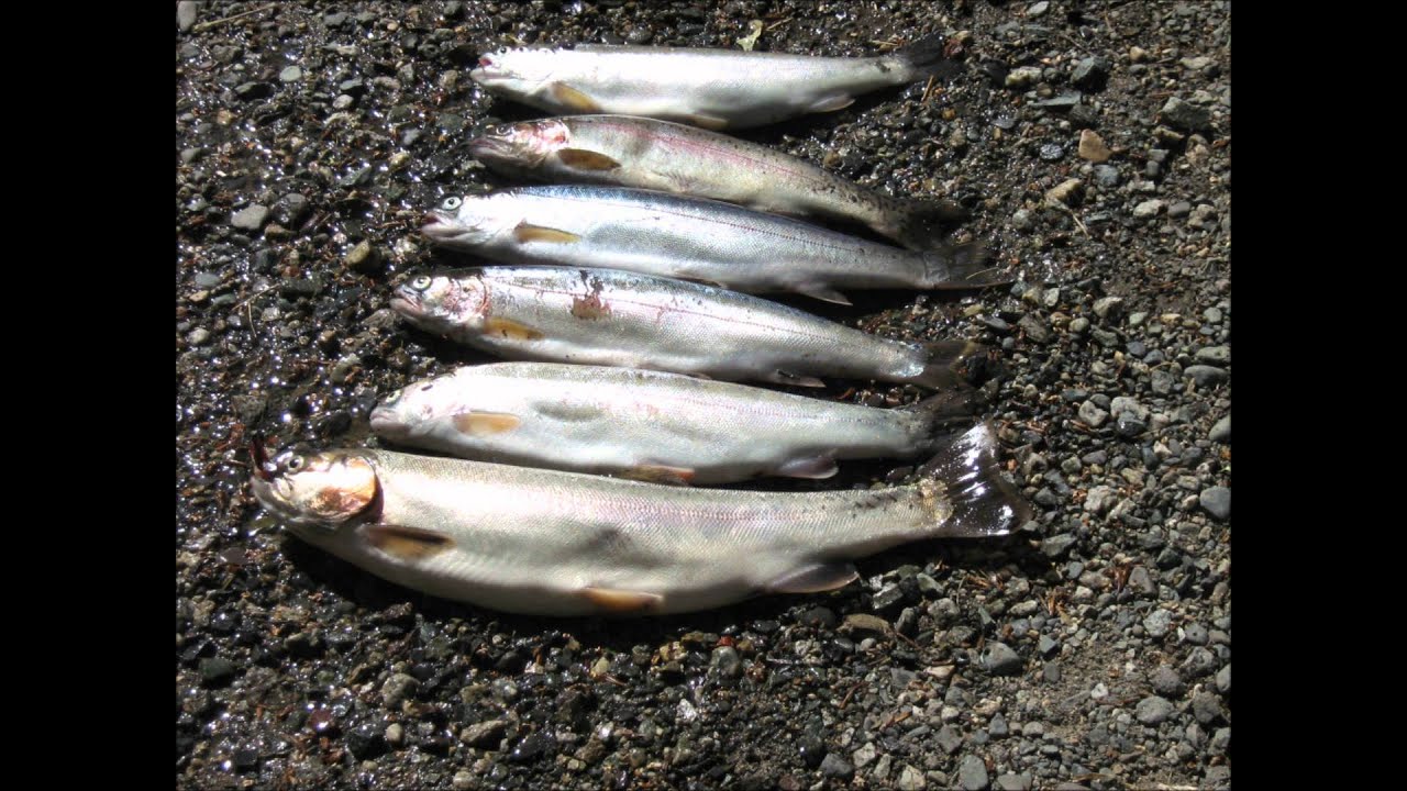 Bingo Bug hybrid fishing lures handmade by Lucky Bug - YouTube