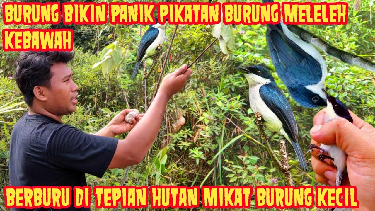 MIKAT BURUNG KECIL, JINJING BATU PAKAI PULUT BURUNG BARU, BURUNG ...