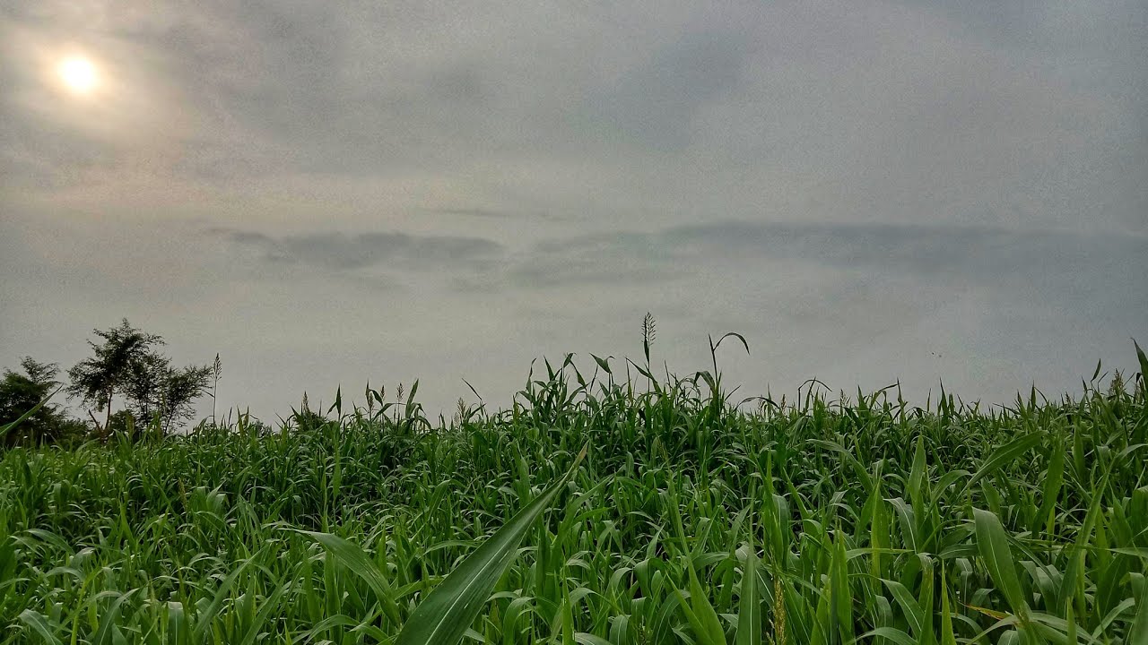 Jwar ki fasal | Jawar ki kasht in pakistan | جوار کی فصل - YouTube