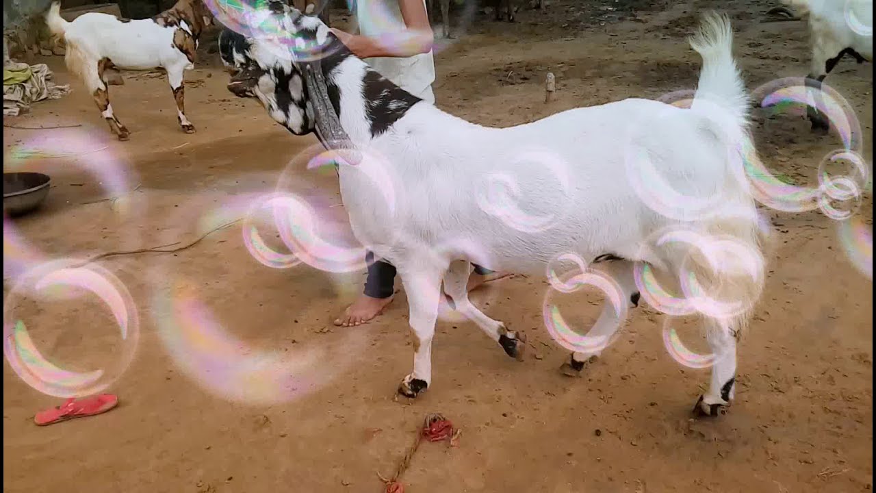 Totapuri bakra - YouTube