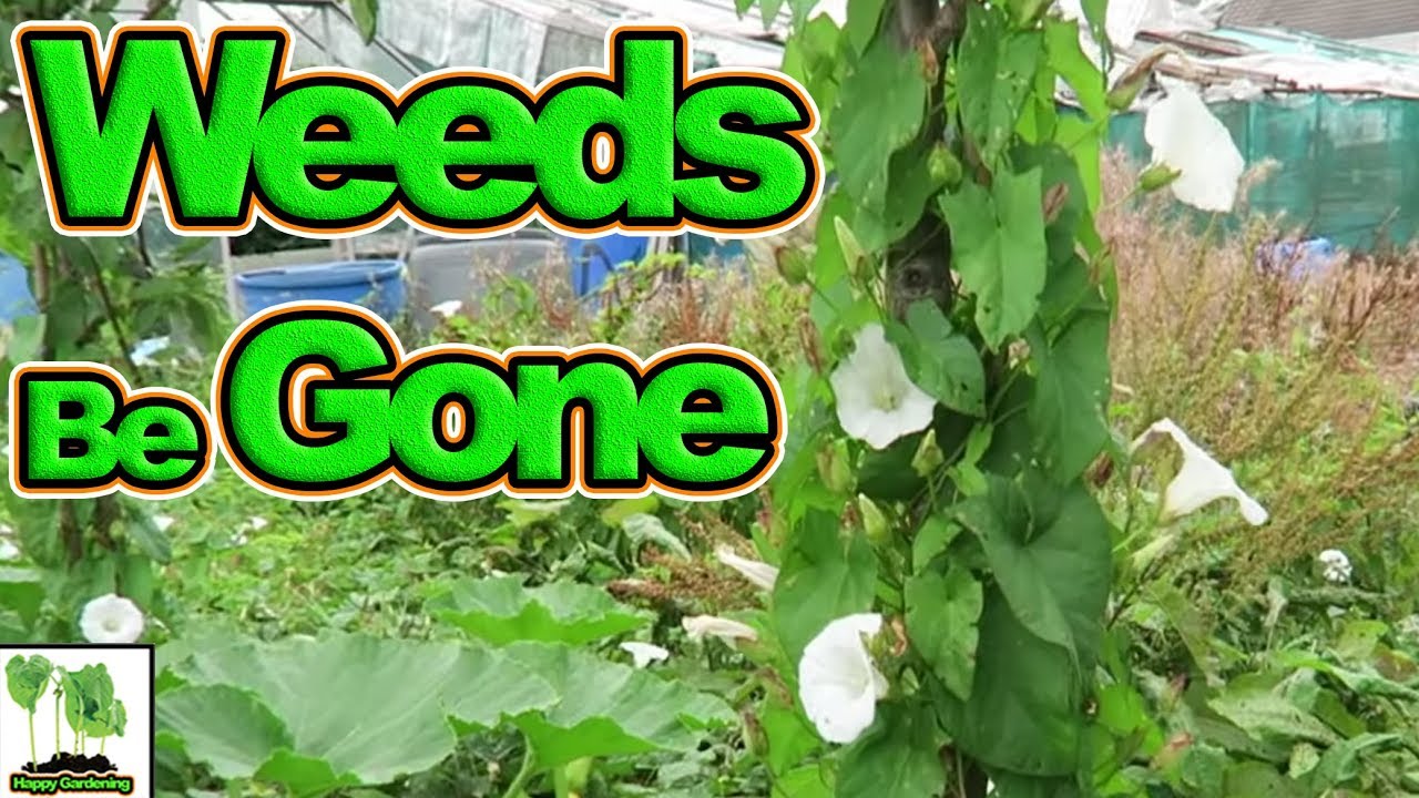 Getting Rid Of Persistent Weeds In The Garden - YouTube