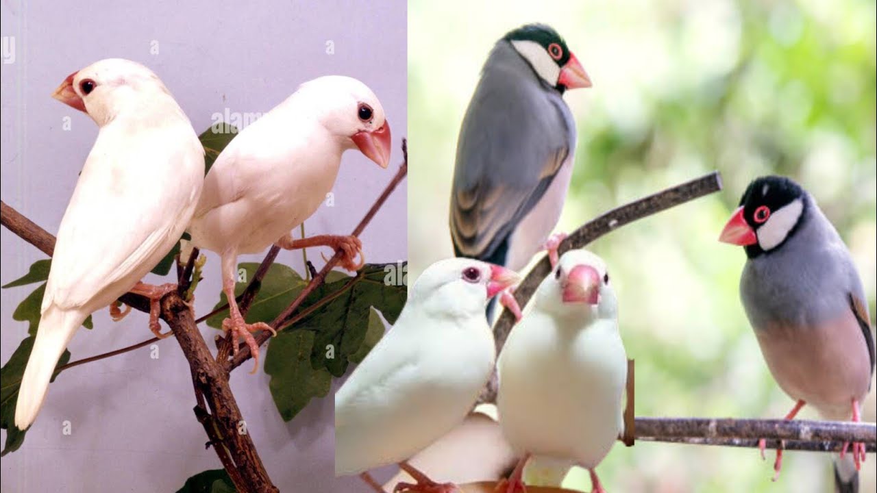 এই ঠান্ডায় সাদা কালো জাভার ব্রীডিং আপডেট।। Java Birds Breeding Update ...