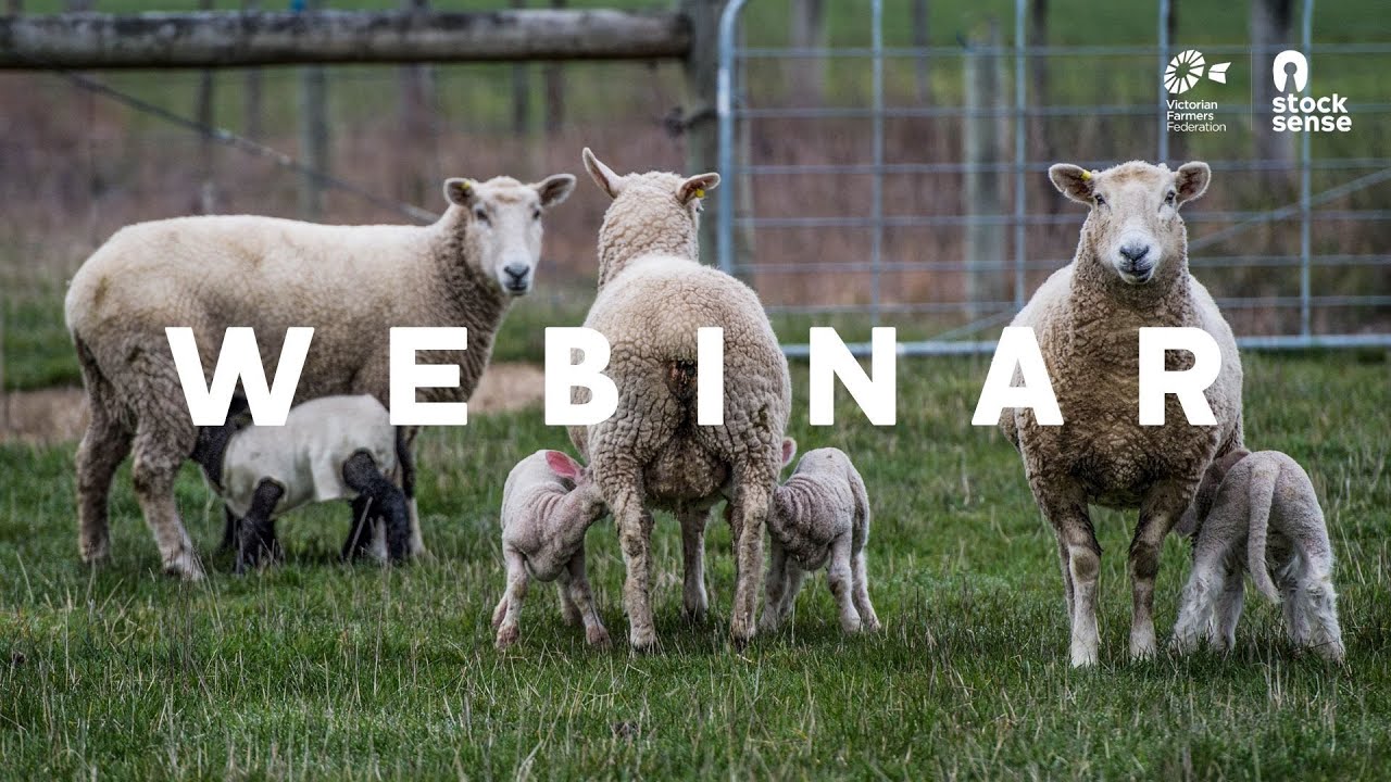 Lambing Essentials - Part 1 - YouTube
