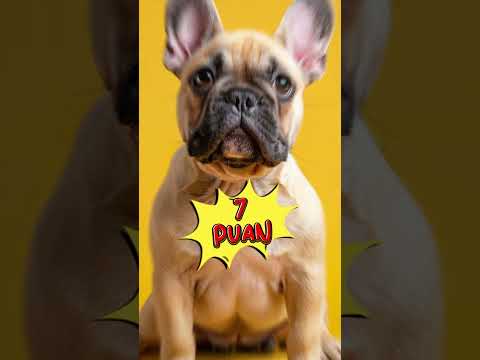 Pug vs Fransız Bulldog - Karşılaştırma