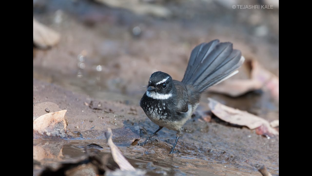 Spot-Breasted Fantail Flycatcher - YouTube