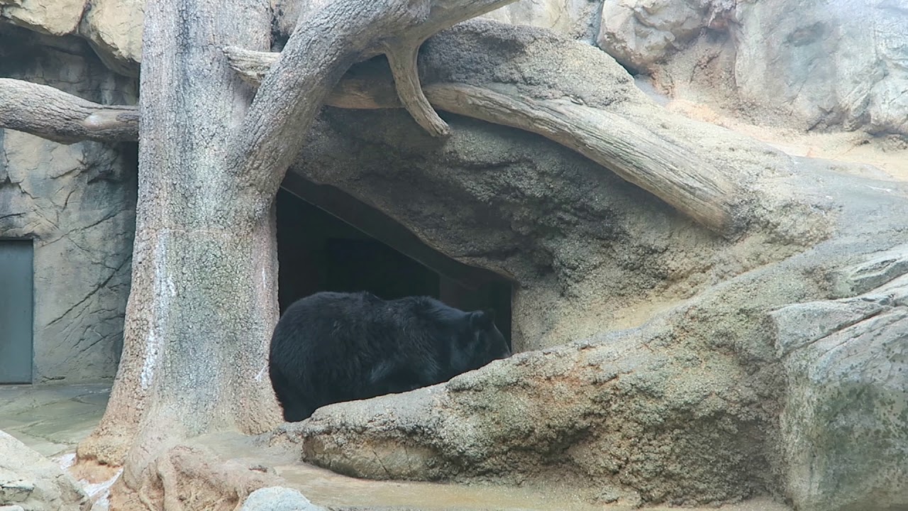#6 June 2019 at Oji zoo, Kobe, Japan - YouTube