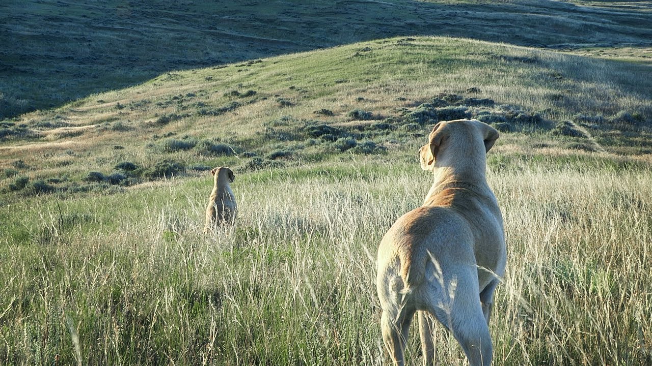 The Dangerous Kid Goat Distress - YouTube