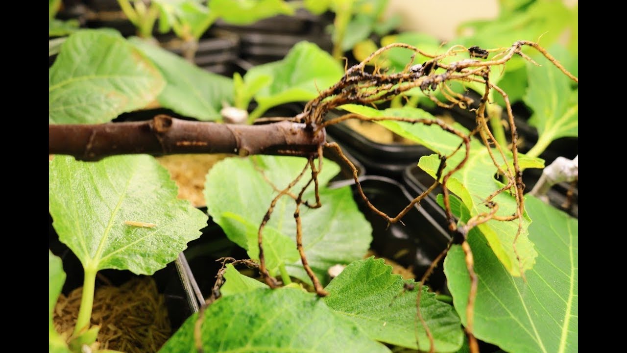 Fig Tree ROOTING Update - YouTube