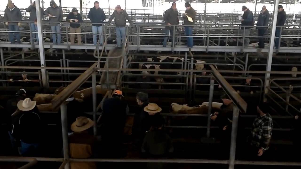 Shepparton Saleyards - YouTube