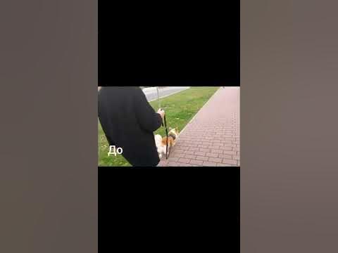 Собака на прогулке бежит вперёд и тянет поводок. Результаты обучения в ...