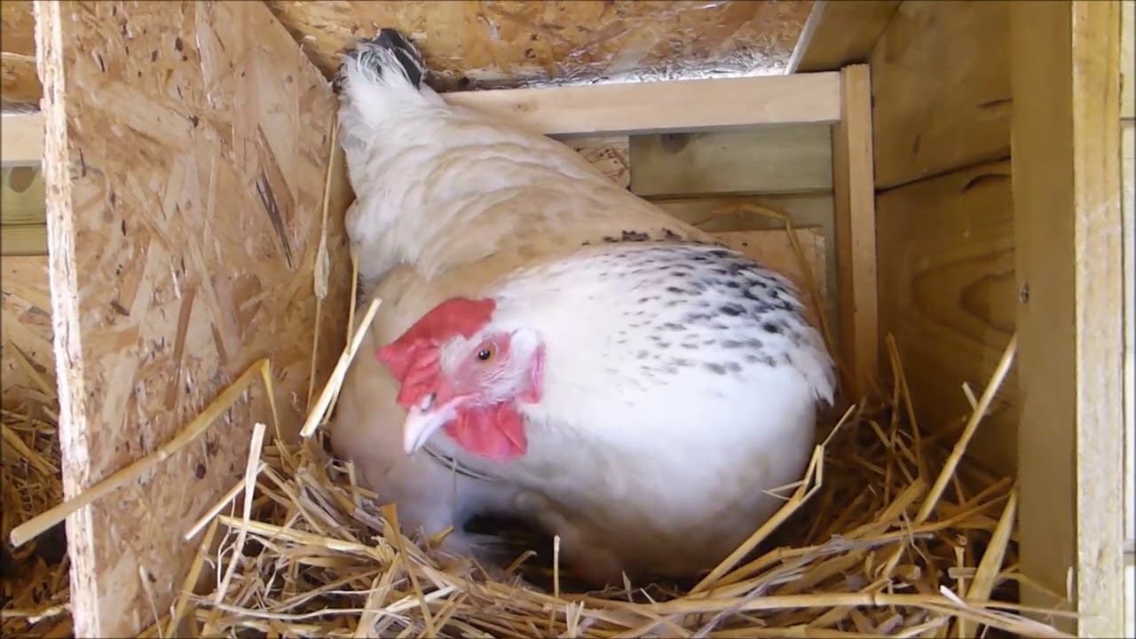 La Gallina Sussex Poniendo Un Huevo 17 03 2019 Youtube