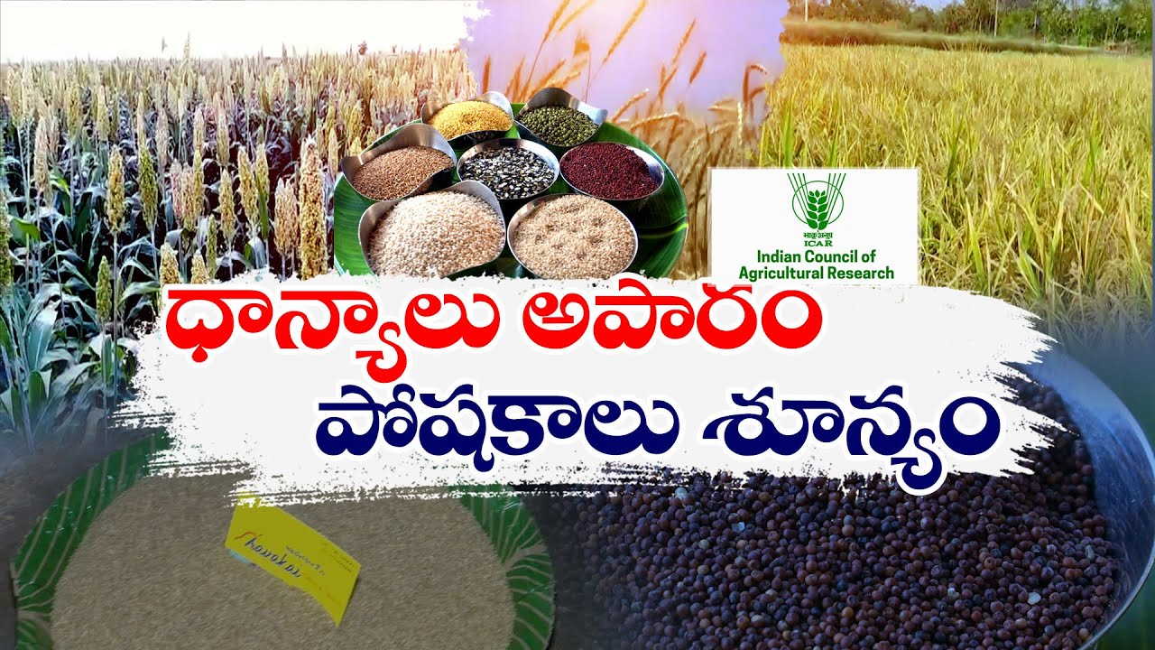 Why Millets Are Gaining Popularity These Days? | Benefits of Millet For ...