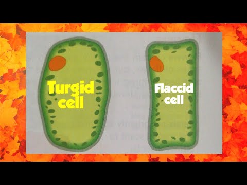 Turgid cells | Flaccid cells Turgidity | Flaccidity | class 7 science ...