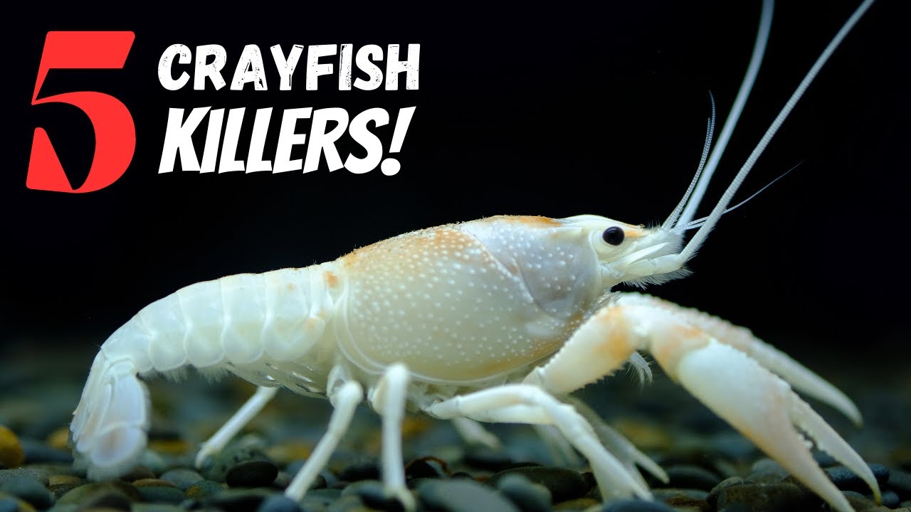 Top 5 Reasons Why Pet Crayfish Die - YouTube