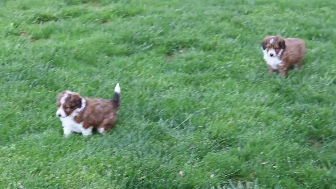 Sheltidoodle Puppies For Sale - YouTube