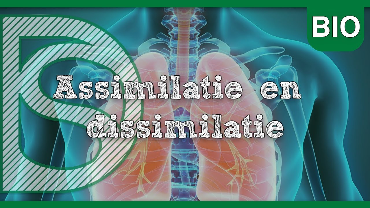 Examen biologie - Assimilatie en dissimilatie (Stofwisseling in cellen ...