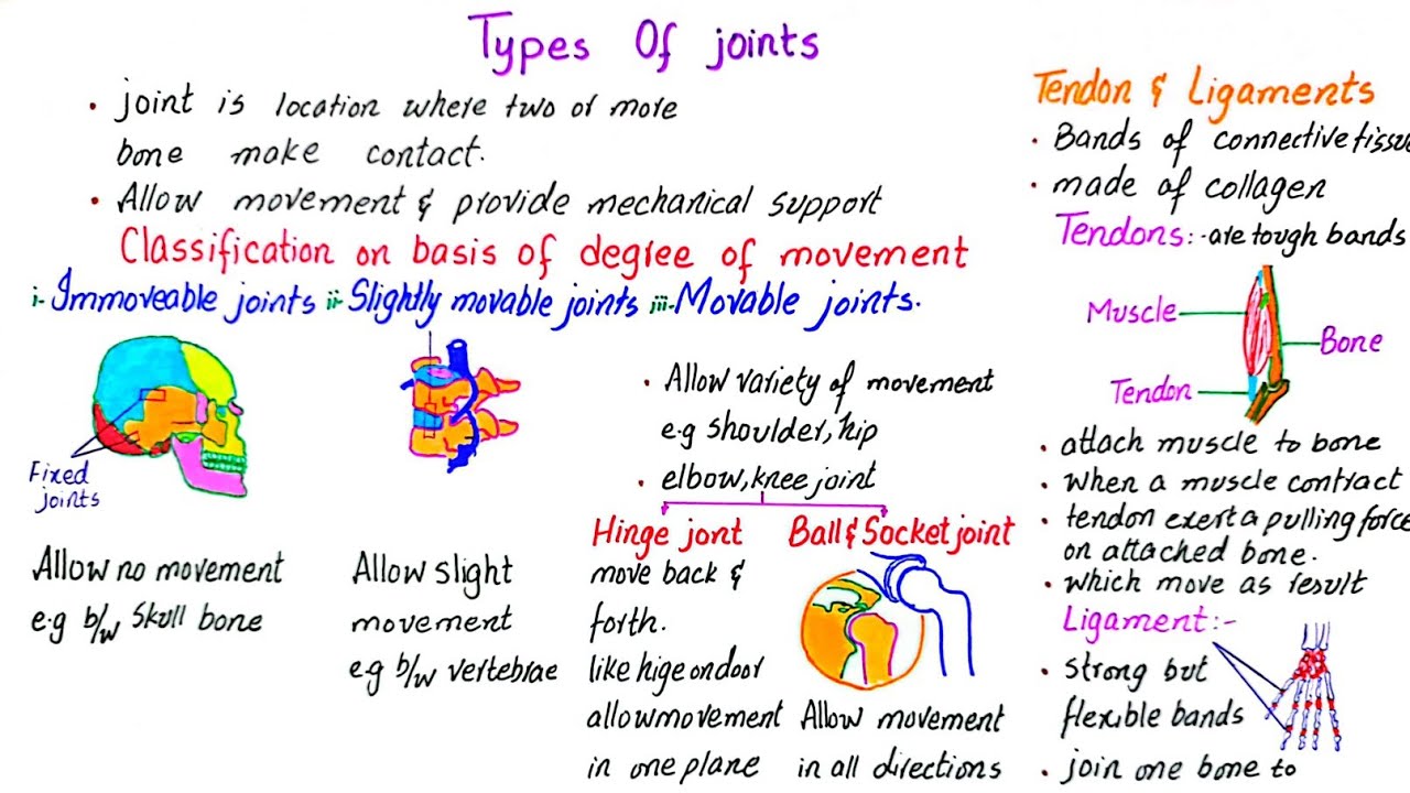 Types of joints | immovable, slightly movable and movable joints ...