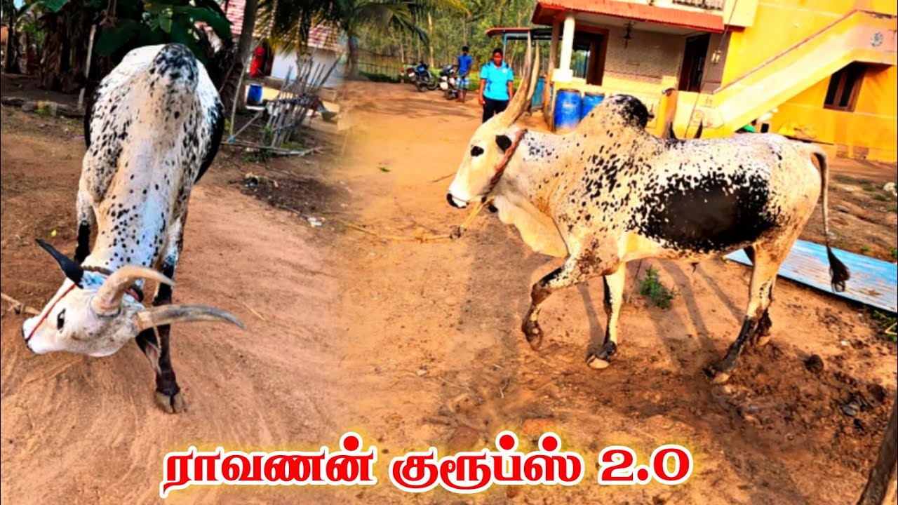 ராவணன் குரூப்ஸ் ராவணன் 2.0 ️‍🔥🔥||Ravanan Groups Ravanan 2.0🔥🔥 - YouTube