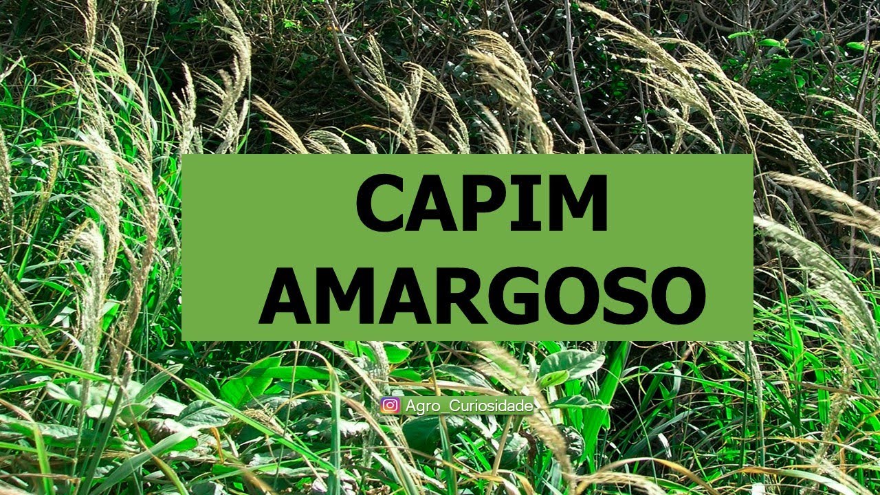 Capim Amargoso - O que é ? - YouTube