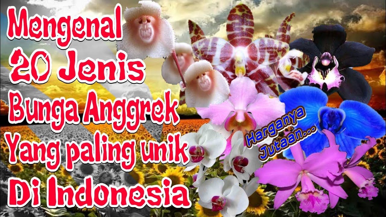 20 Jenis Bunga Anggrek Terbaik Dan Termahal di Indonesia. - YouTube