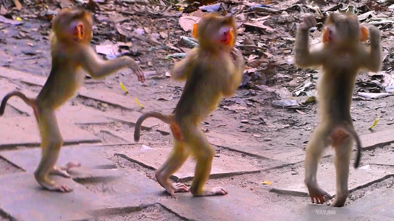 Wow...! Adorable tiny baby Lily monkeys stand up on two legs and look ...