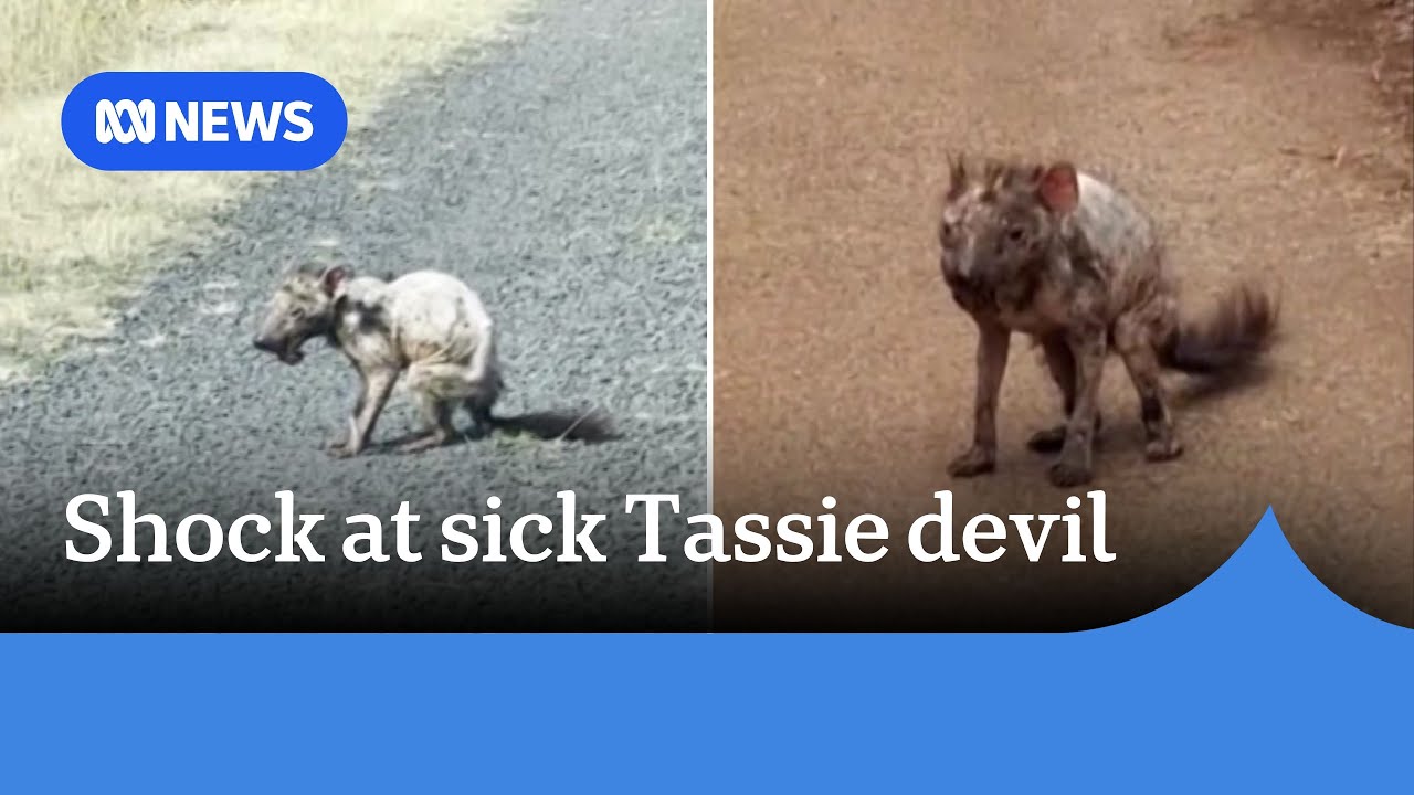 Bid to locate and trap sick Tasmanian devil | ABC NEWS - YouTube